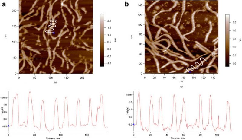 Visualisation Of Xanthan Conformation By Atomic Force Microscopy Blog • By Nanoworld® World