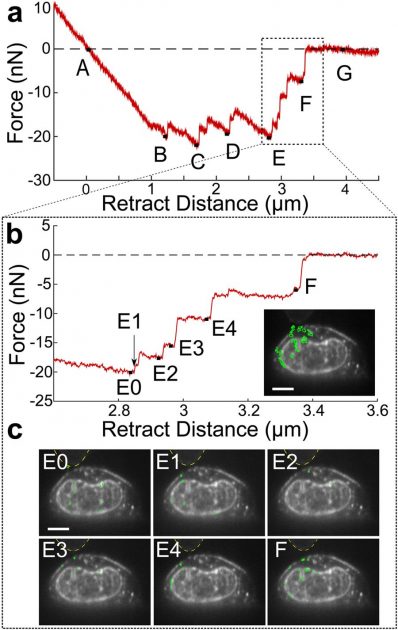 Vertical Light Sheet Enhanced Side-View Imaging for AFM Cell… – Blog ...