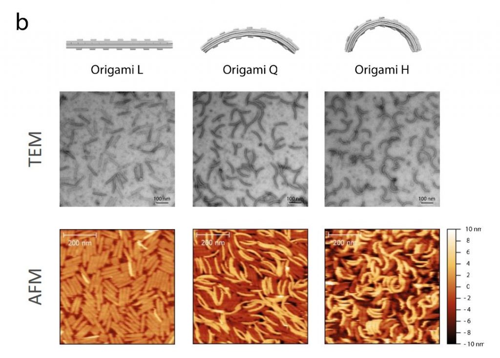 Membrane sculpting by curved DNA origami scaffolds – Blog • by ...