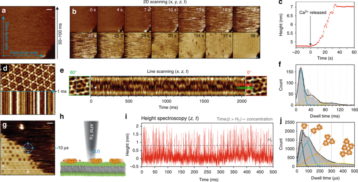 High-speed AFM height spectroscopy reveals microsecond-dynamics of… – Blog • by NanoWorld ...