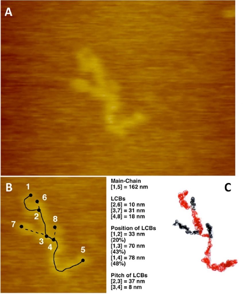 Direct Observation of Long-Chain Branches in a Low-Density… – Blog • by ...