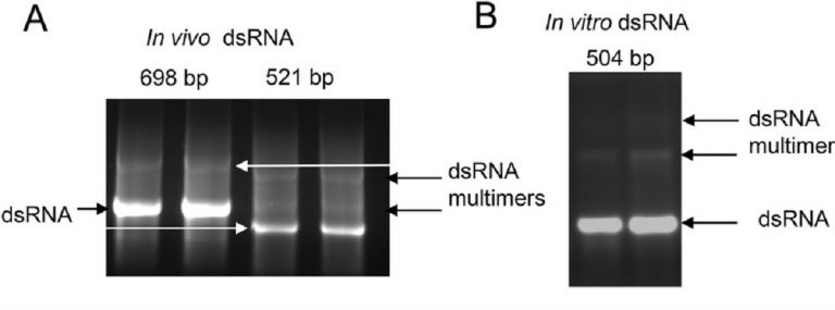 Analysis of long dsRNA produced in vitro and in vivo using atomic ...