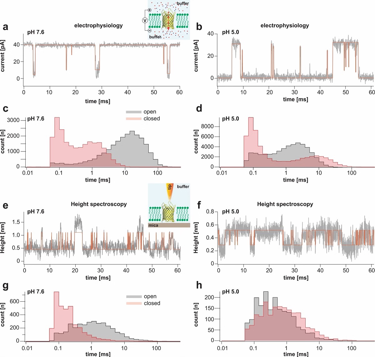 Correlation Of Membrane Protein Conformational And Functional Dynamics