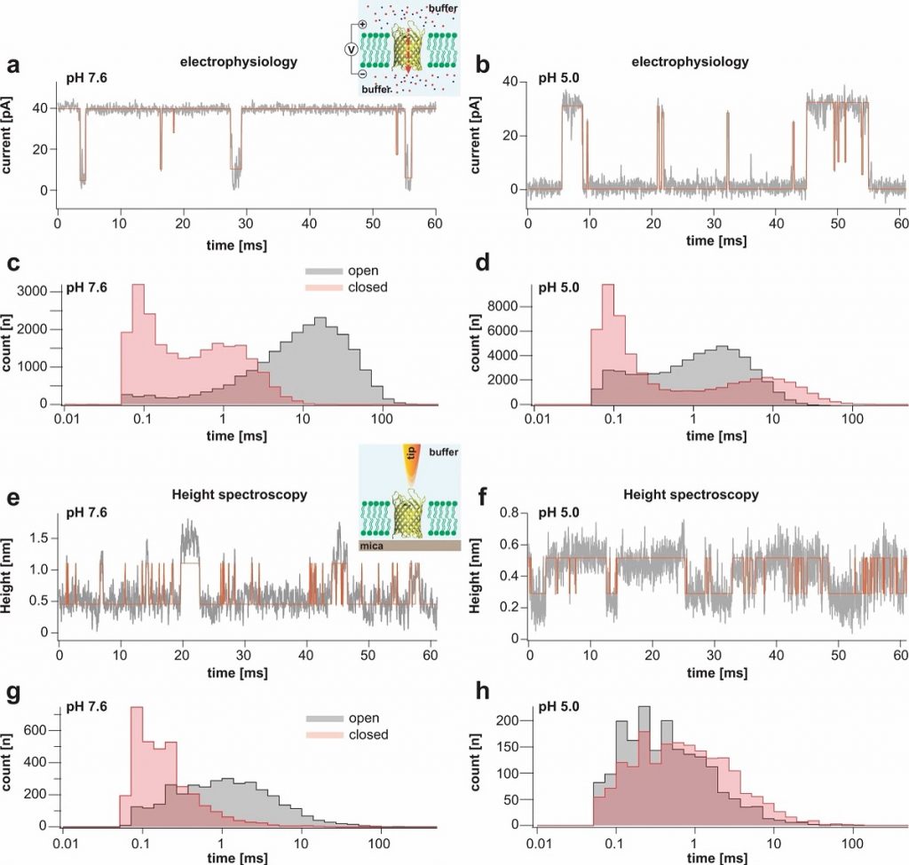 Correlation of membrane protein conformational and functional dynamics ...