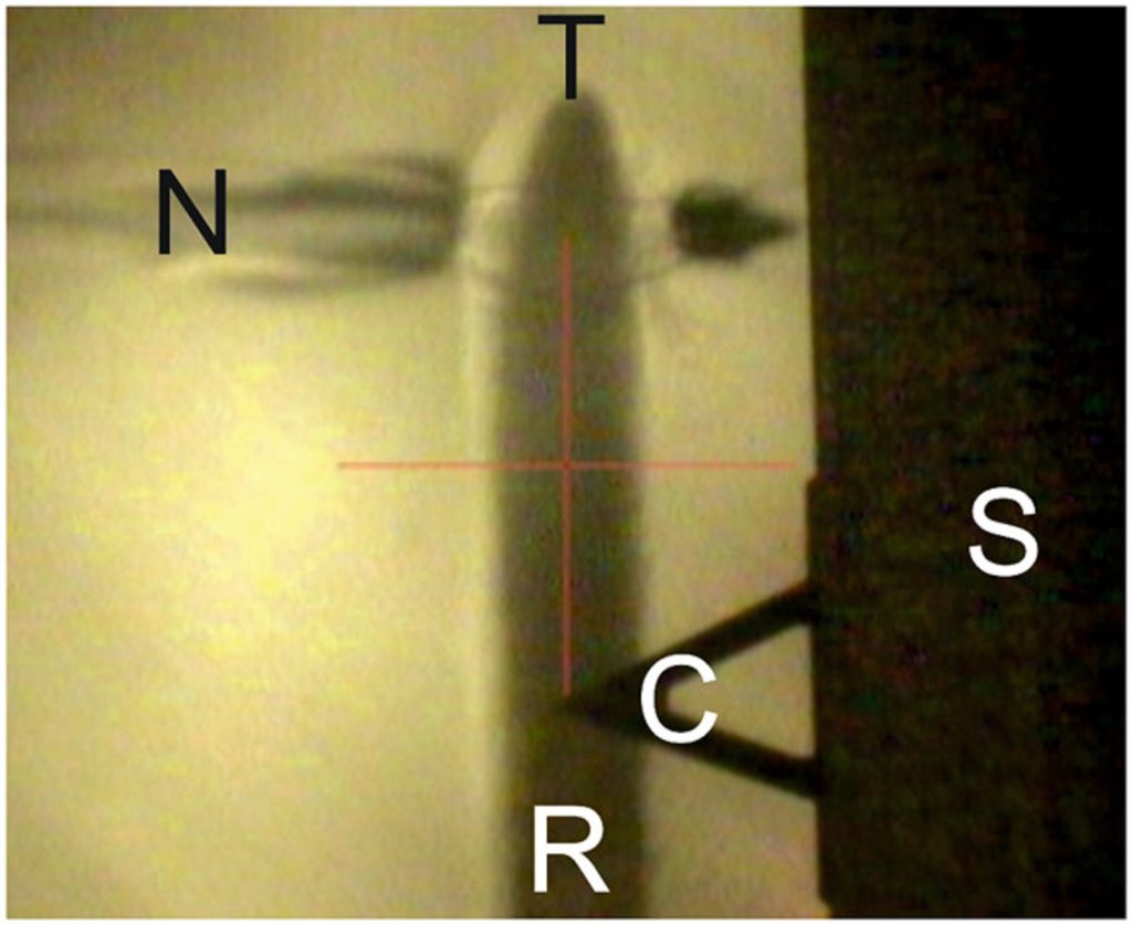 Correlation between plant cell wall stiffening and root extension ...